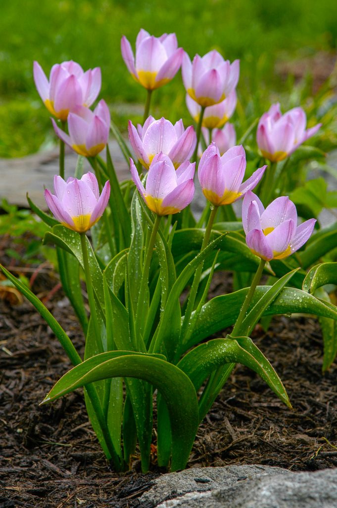 Tulip Bulbs | Item # 1011 Bakeri Lilac Wonder | For Sale - Colorblends®