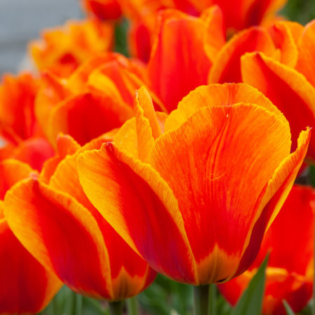 All Tulips | Dutch Flower Bulbs at Wholesale Prices - Colorblends®