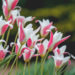 Lady Jane Tulip Bulbs | Always Wholesale Pricing | Colorblends®