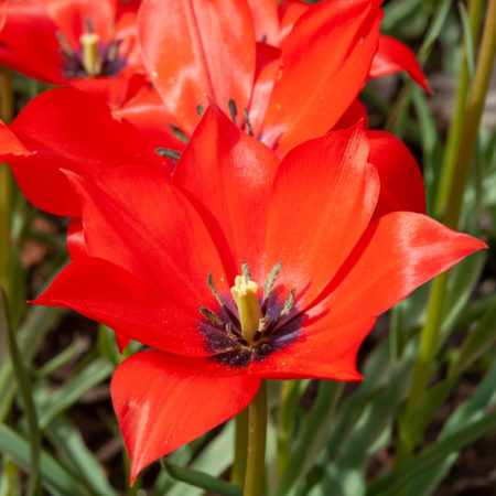 All Tulips | Dutch Flower Bulbs at Wholesale Prices - Colorblends®