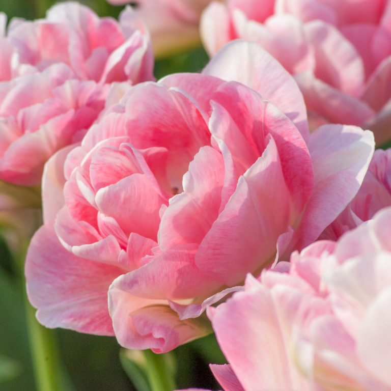Double Tulips | Dutch Flower Bulbs at wholesale prices - Colorblends®