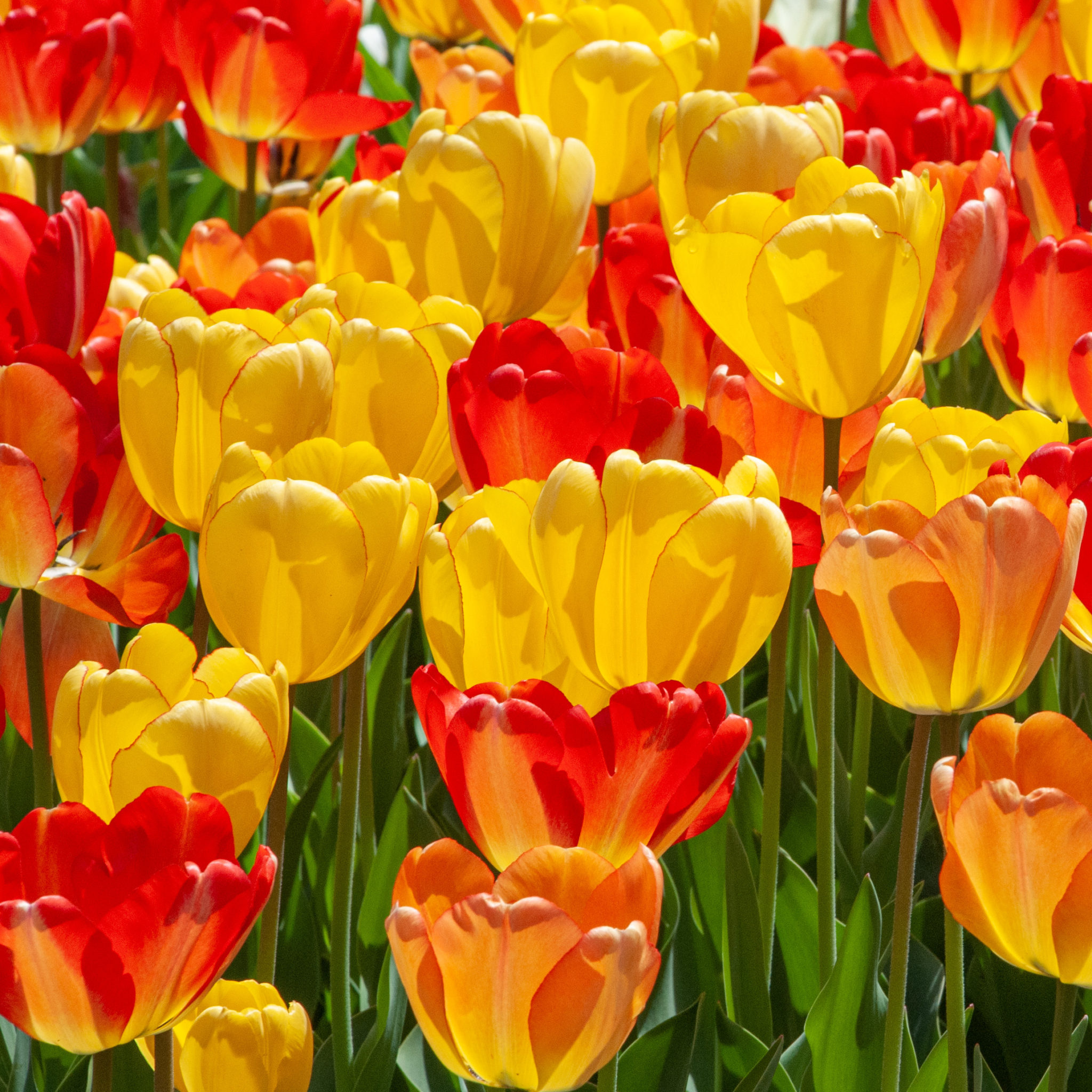 Glow Motion Tulip Blend | Wholesale Pricing | Colorblends®