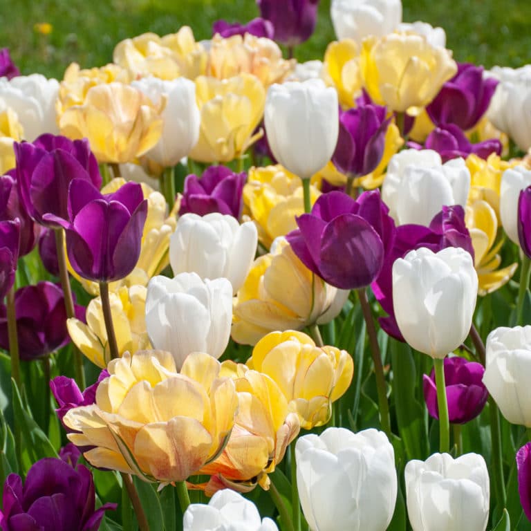 Tulip Blends | Colorblends® Flower Bulbs at Wholesale Prices