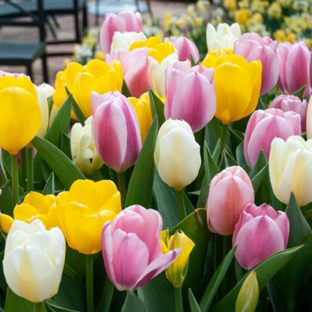 Tulip Blends | Colorblends® Flower Bulbs at Wholesale Prices