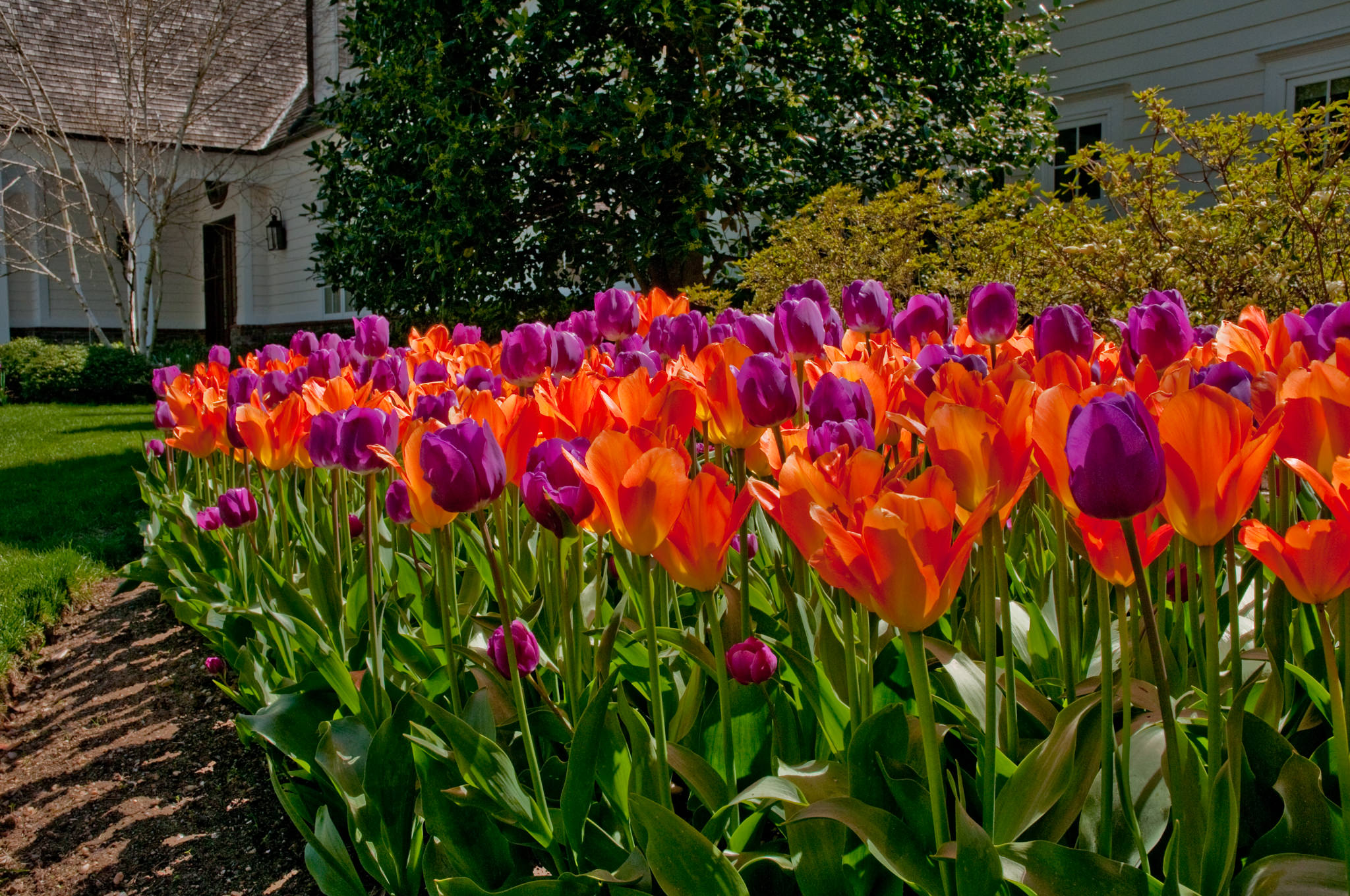 Growing Tulips in the Landscape / Colorblends