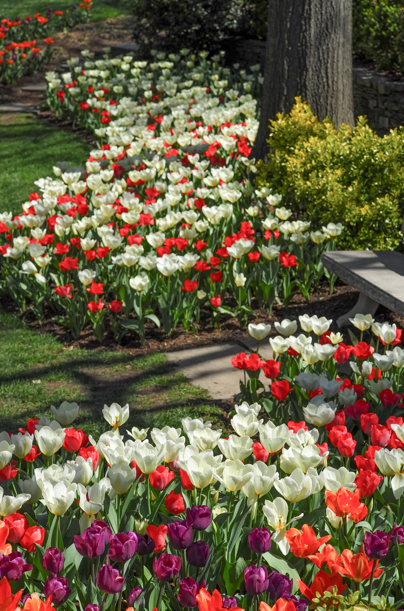 Growing Tulips in the Landscape / Colorblends