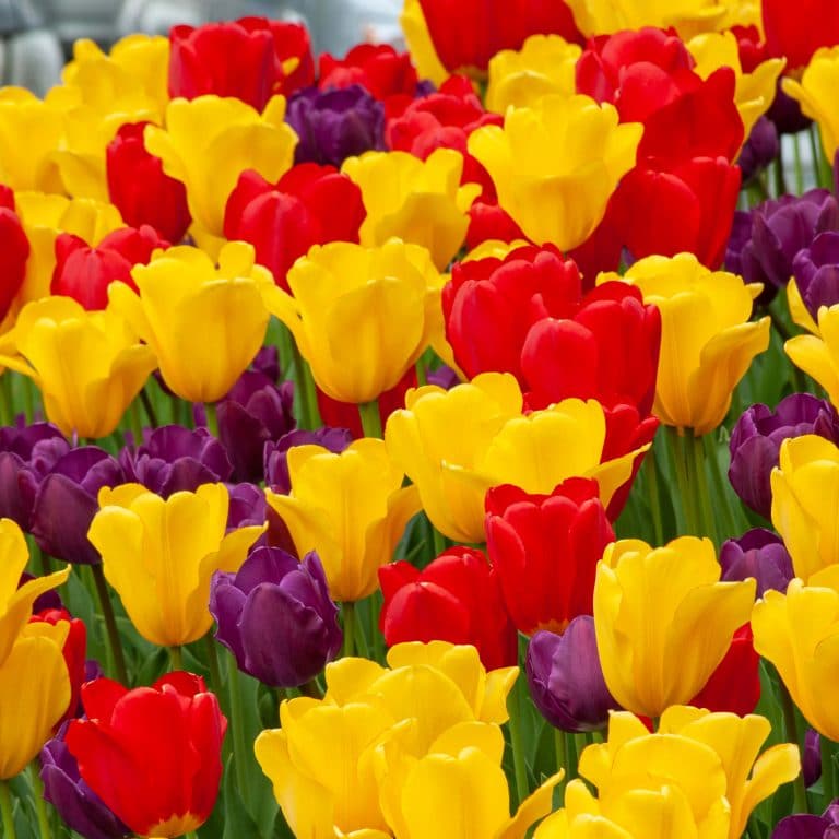 Tulip Blends | Colorblends® Flower Bulbs at Wholesale Prices