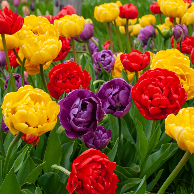 Double Tulip Bulbs | Colorblends® Wholesale Flowerbulbs