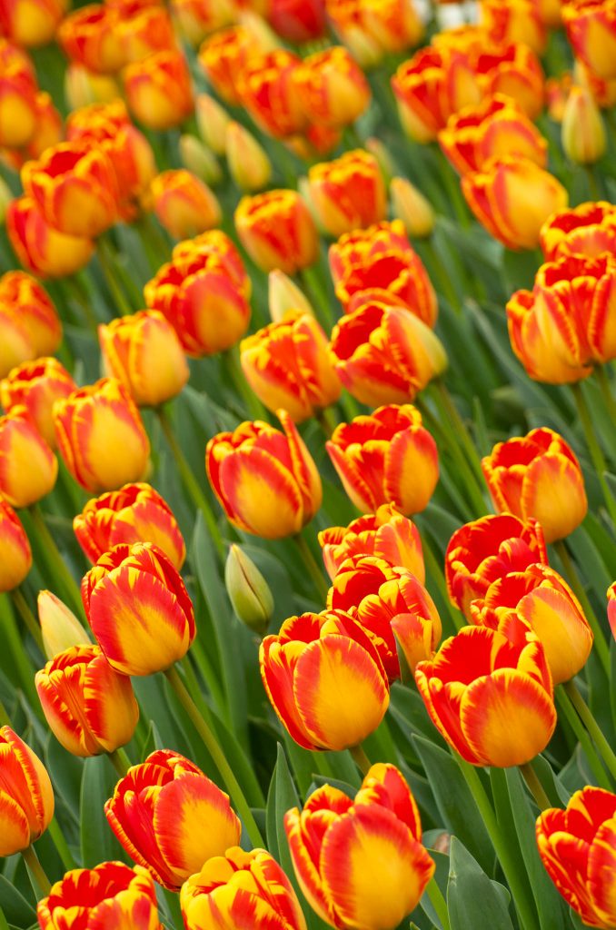 Tulip Bulbs | Item # 1239 Banja Luka | For Sale - Colorblends®