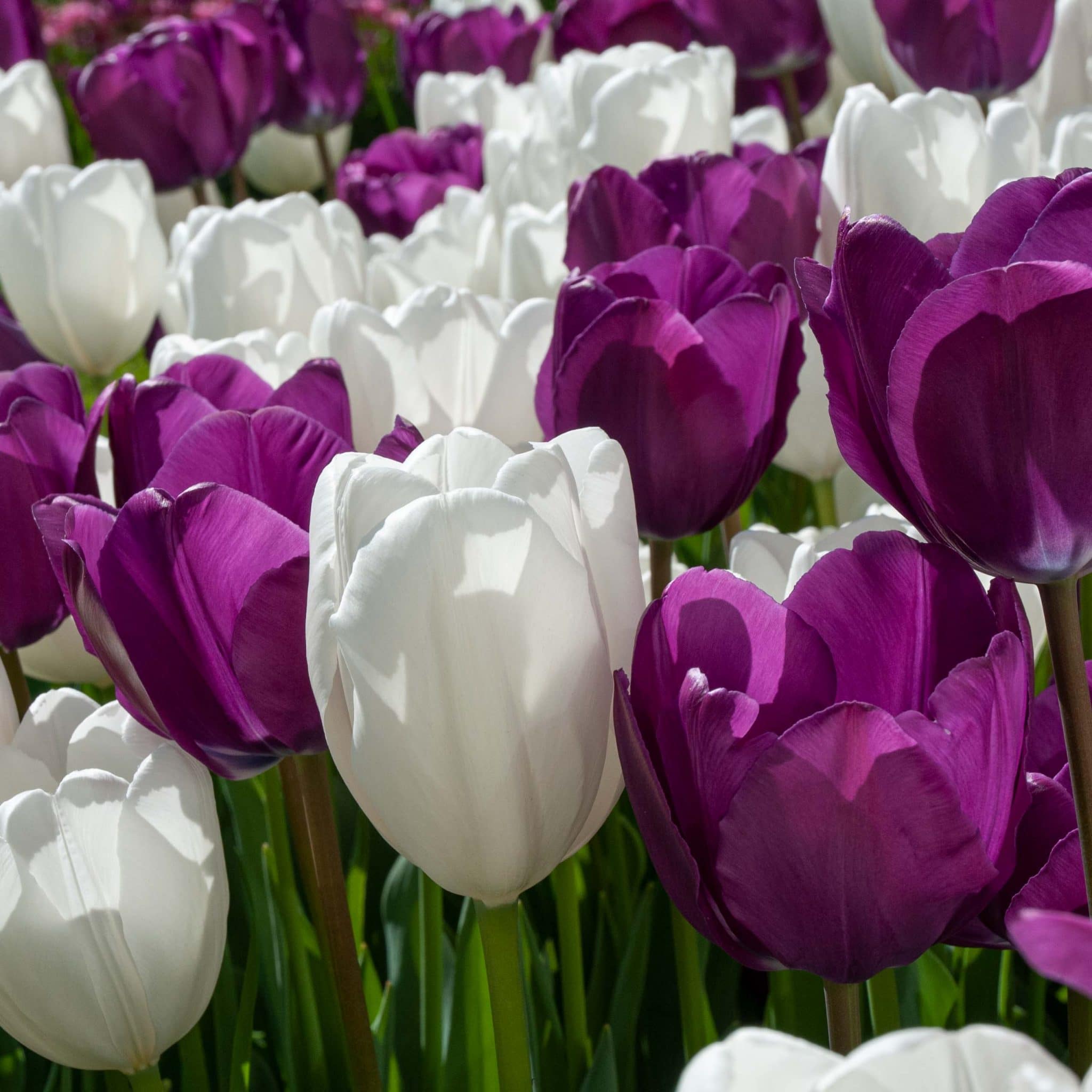 Purple And White Tulip Flower
