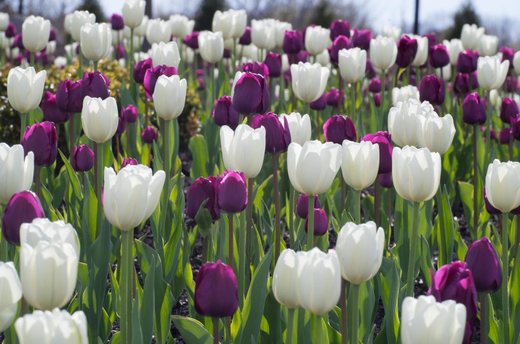 Tulip Bulbs | Item # 1242 Mood Indigo | For Sale - Colorblends®