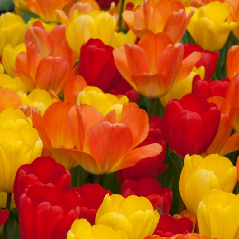 All Tulips Bulbs | Dutch Flower Bulbs at Wholesale Prices - Colorblends®