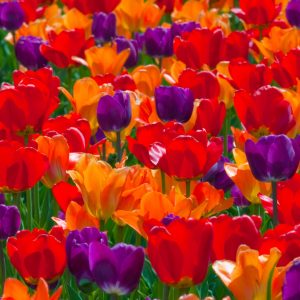 Tulip Blends | Colorblends® Flower Bulbs at Wholesale Prices