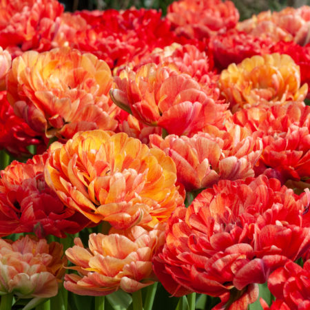 Double Tulip Bulbs | Colorblends® Wholesale Flowerbulbs