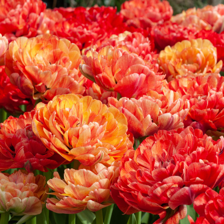 Double Tulip Bulbs | Colorblends® Wholesale Flowerbulbs