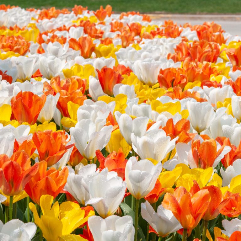 Tulip Blends | Colorblends® Flower Bulbs at Wholesale Prices