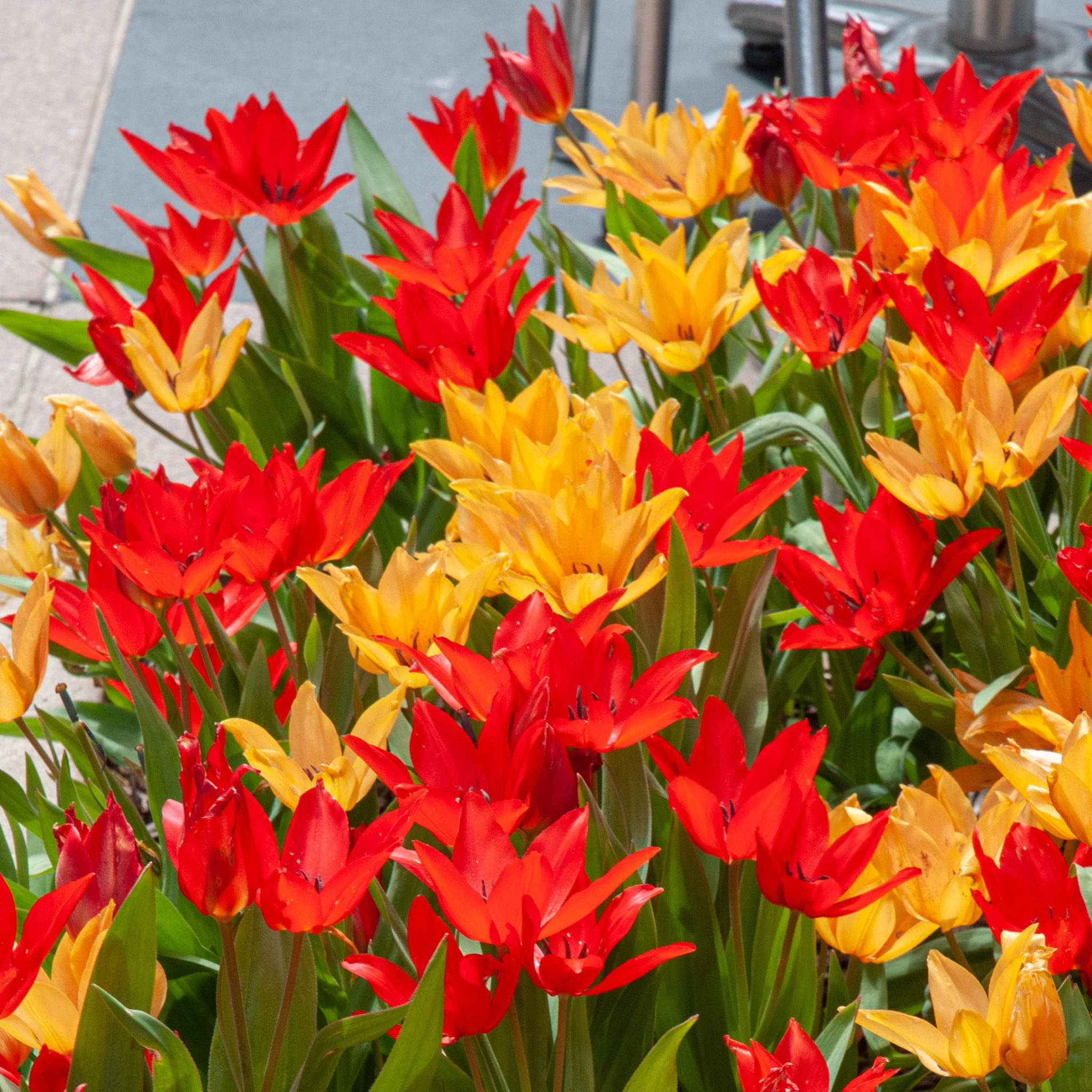 Wild Tulip Bulbs | Colorblends® | Always Wholesale Prices