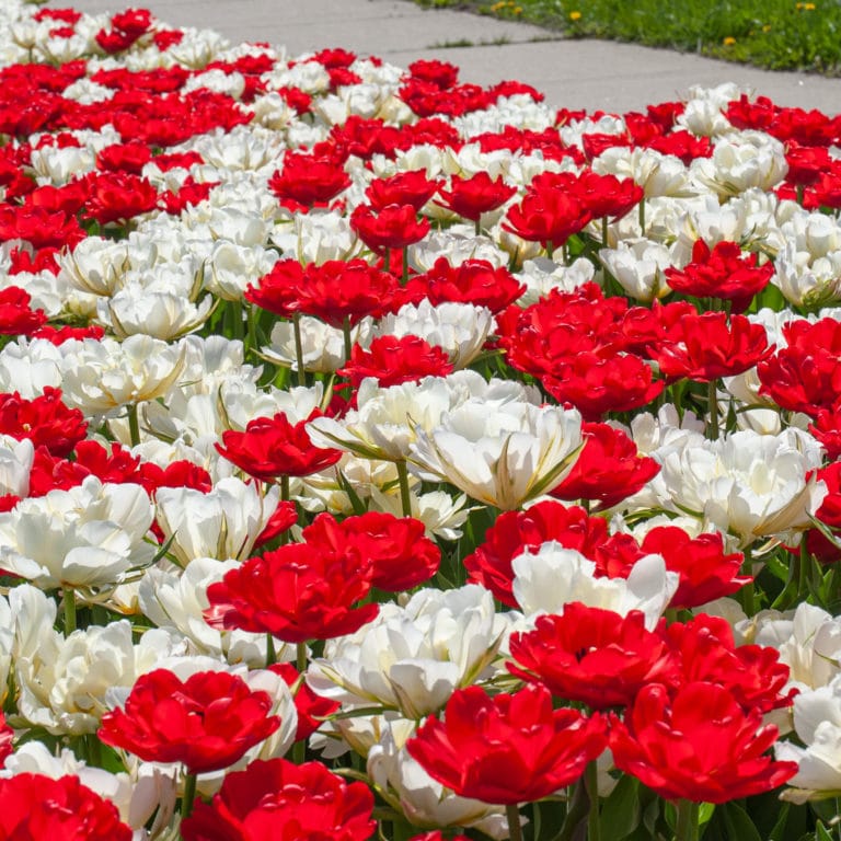 Double Tulip Bulbs | Colorblends® Wholesale Flowerbulbs