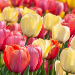 Sorbetto Tulip Blend | Always Wholesale Pricing | Colorblends®