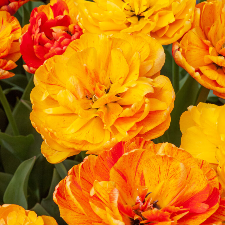 Double Tulip Bulbs | Colorblends® Wholesale Flowerbulbs