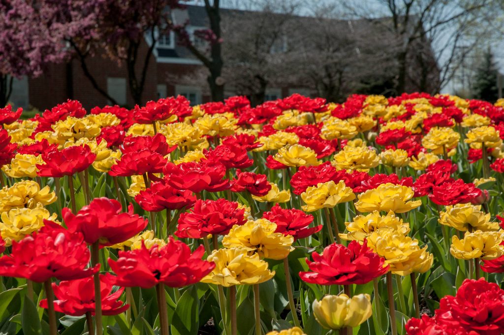 Tulip Bulbs | Item # 1294 Binary Fusion | For Sale - Colorblends®