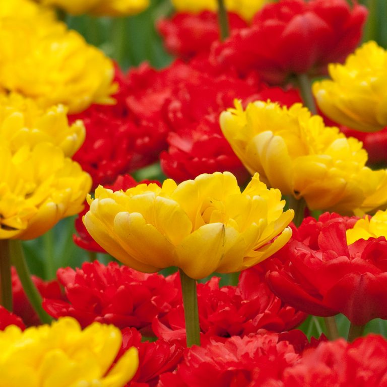 Tulip Blends | Colorblends® Flower Bulbs at Wholesale Prices
