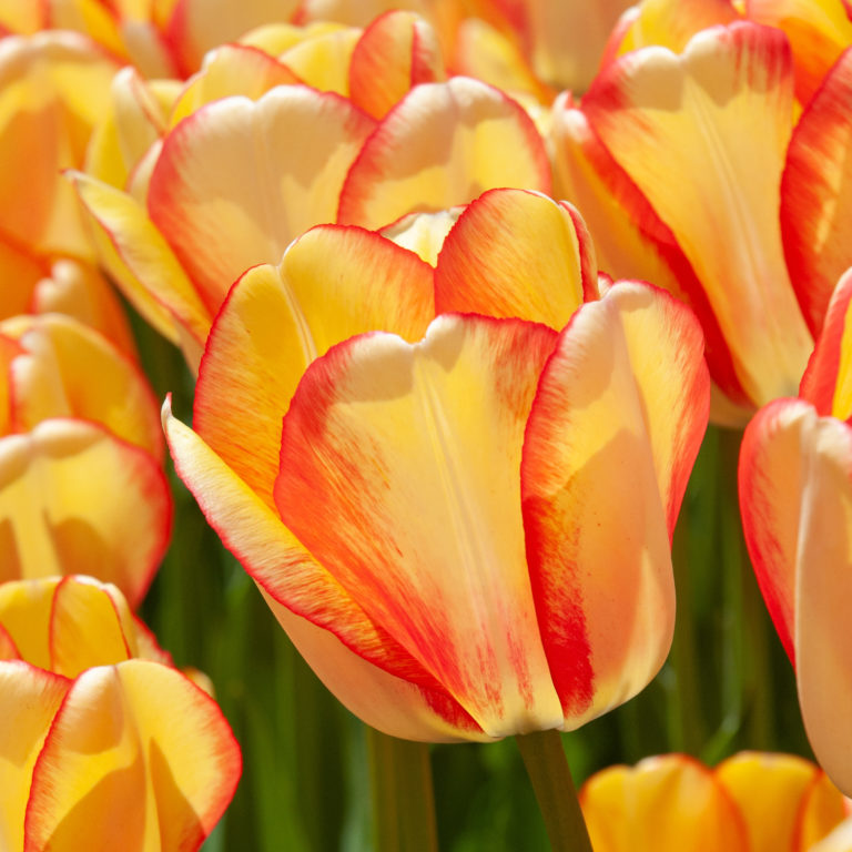 All Tulips Bulbs | Dutch Flower Bulbs at Wholesale Prices - Colorblends®