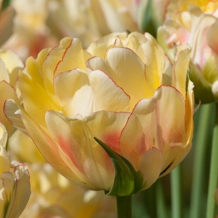 All Tulips | Dutch Flower Bulbs at wholesale prices - Colorblends®