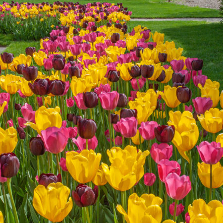 Tulip Blends | Colorblends® Flower Bulbs at Wholesale Prices