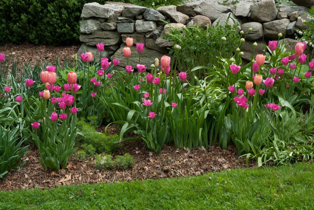 Growing Tulips in the Landscape / Colorblends