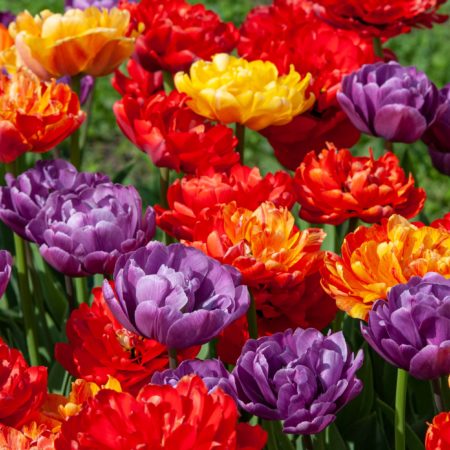 Double Tulip Bulbs | Colorblends® Wholesale Flowerbulbs