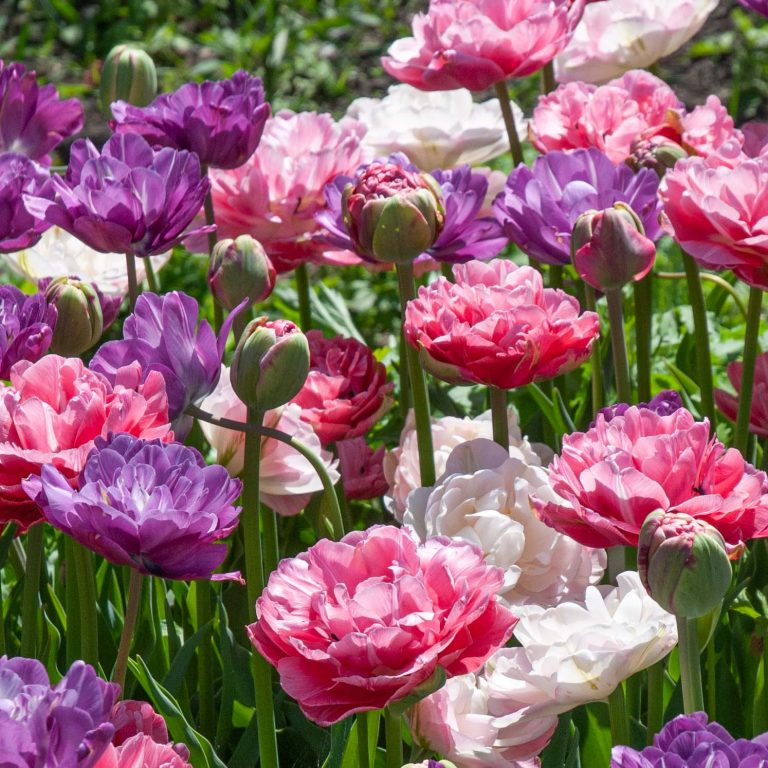 Double Tulip Bulbs | Colorblends® Wholesale Flowerbulbs