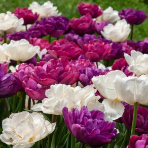 Double Tulip Bulbs | Colorblends® Wholesale Flowerbulbs