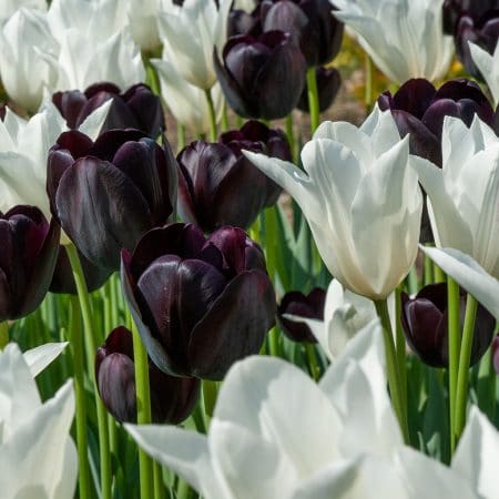 Tulip Blends | Colorblends® Flower Bulbs at Wholesale Prices