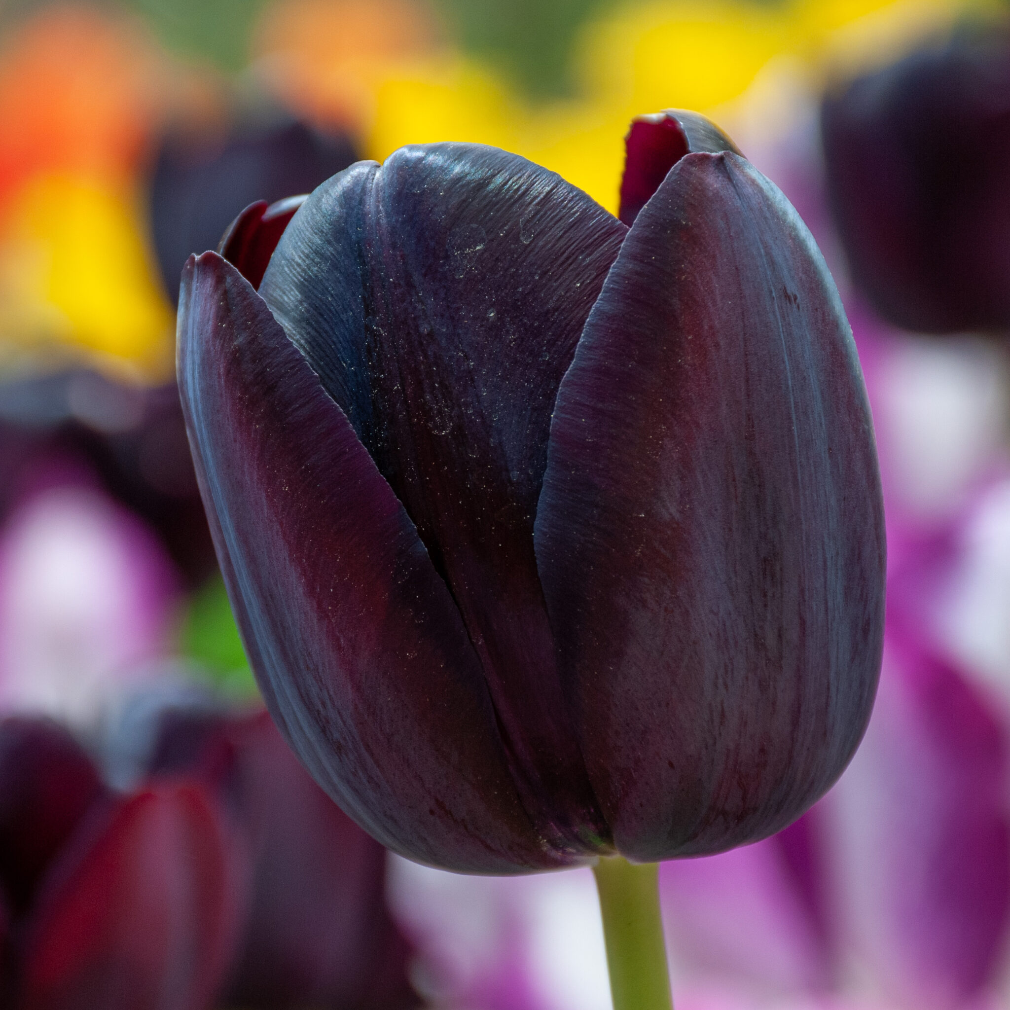 Black Tulips
