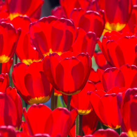 Colorblends Wholesale Flower Bulbs | Tulips and Daffodils for Fall Planting