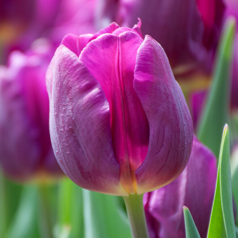 Single Tulip Bulbs | Colorblends® Flower Bulbs | Wholesale Pricing