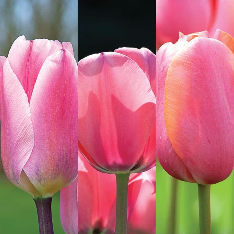 Best Pink Tulip Bulbs | Always Wholesale Pricing | Colorblends®