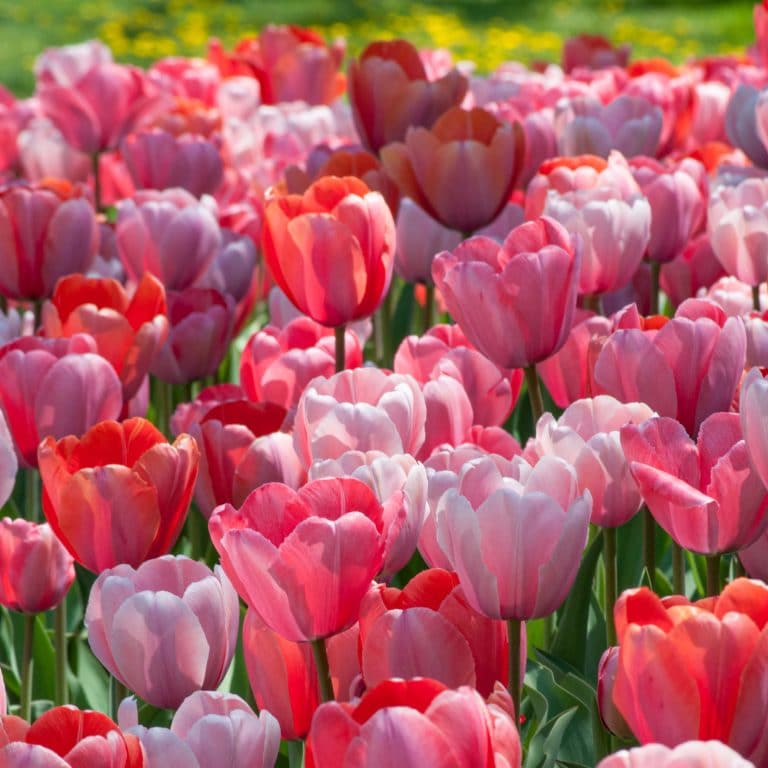 Tulip Blends | Colorblends® Flower Bulbs at Wholesale Prices