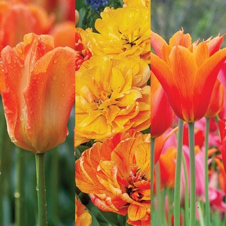 Double Tulip Bulbs | Colorblends® Wholesale Flowerbulbs