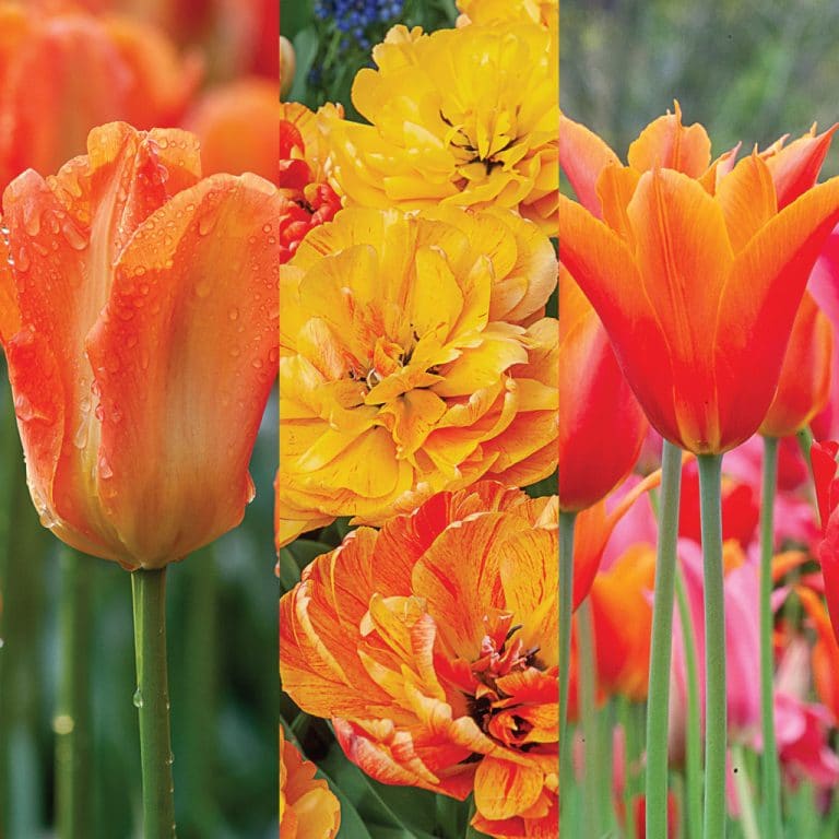 Double Tulip Bulbs | Colorblends® Wholesale Flowerbulbs