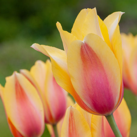 Blushing Lady Tulip Bulbs | Always Wholesale Pricing | Colorblends®