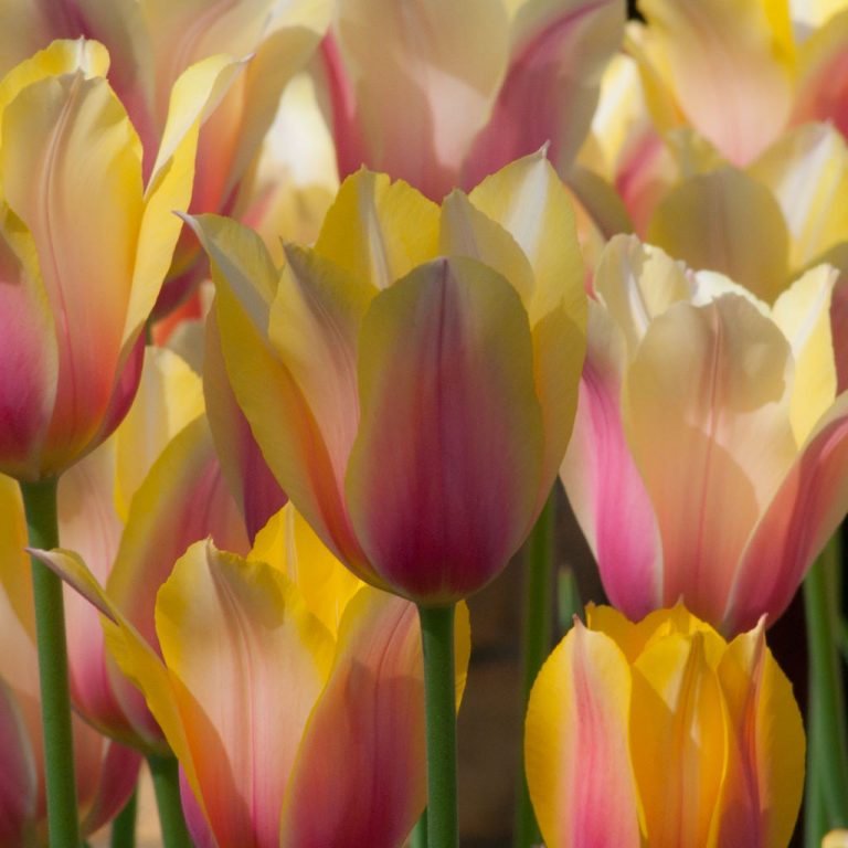 Tulip Bulbs | Item # 1556 Blushing Lady | For Sale - Colorblends®