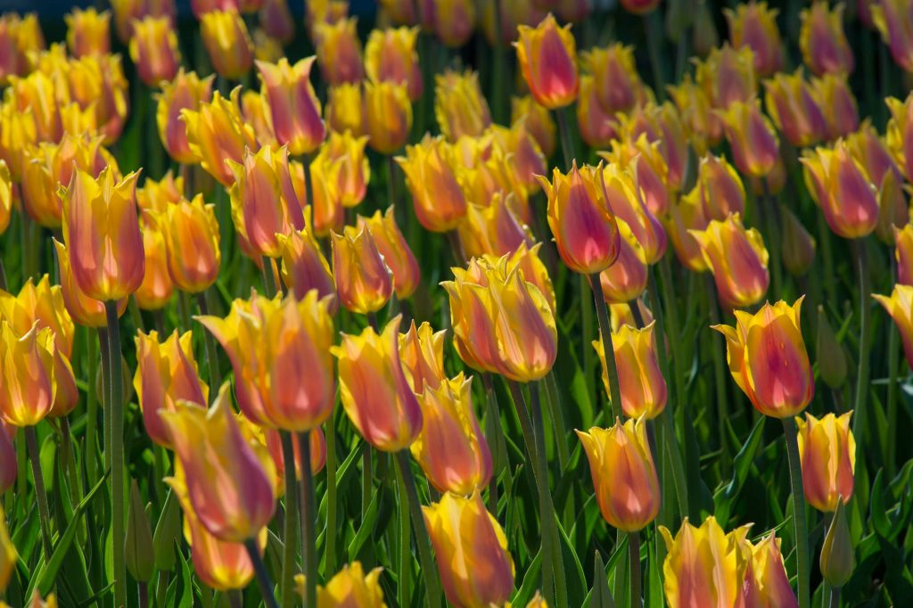 Tulip Bulbs | Item # 1556 Blushing Lady | For Sale - Colorblends®