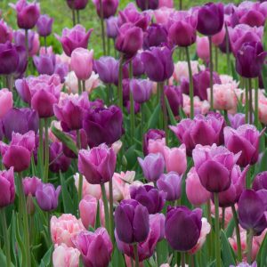 Tulip Blends | Colorblends® Flower Bulbs at Wholesale Prices