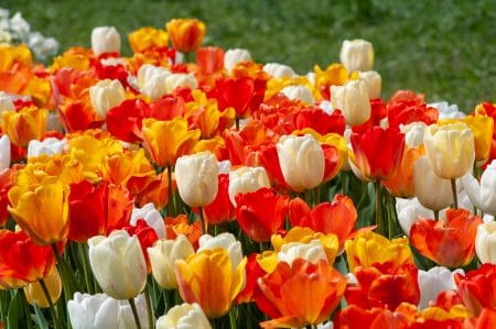 Colorblends® - Wholesale Flower Bulbs. Tulips and Daffodils for Fall ...