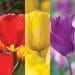 Trifecta Tulip | Always Wholesale Pricing | Colorblends®