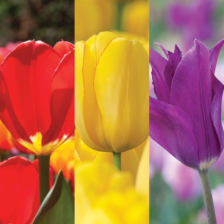 Trifecta Tulip | Always Wholesale Pricing | Colorblends®