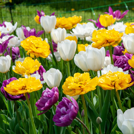 Double Tulip Bulbs | Colorblends® Wholesale Flowerbulbs