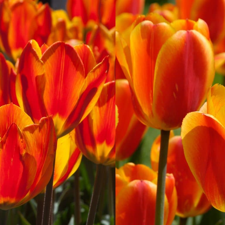 Tulip Blends | Colorblends® Flower Bulbs at Wholesale Prices